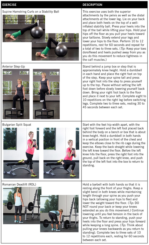 Hamstrings Anatomy and Fitness Training | ACE ProSource